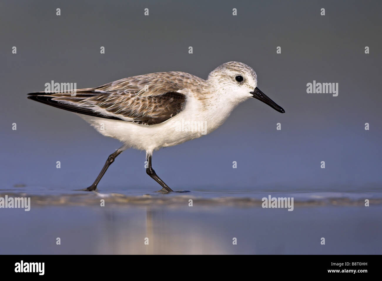 sanderling (Calidris alba), running through shallow water, USA, Florida ...