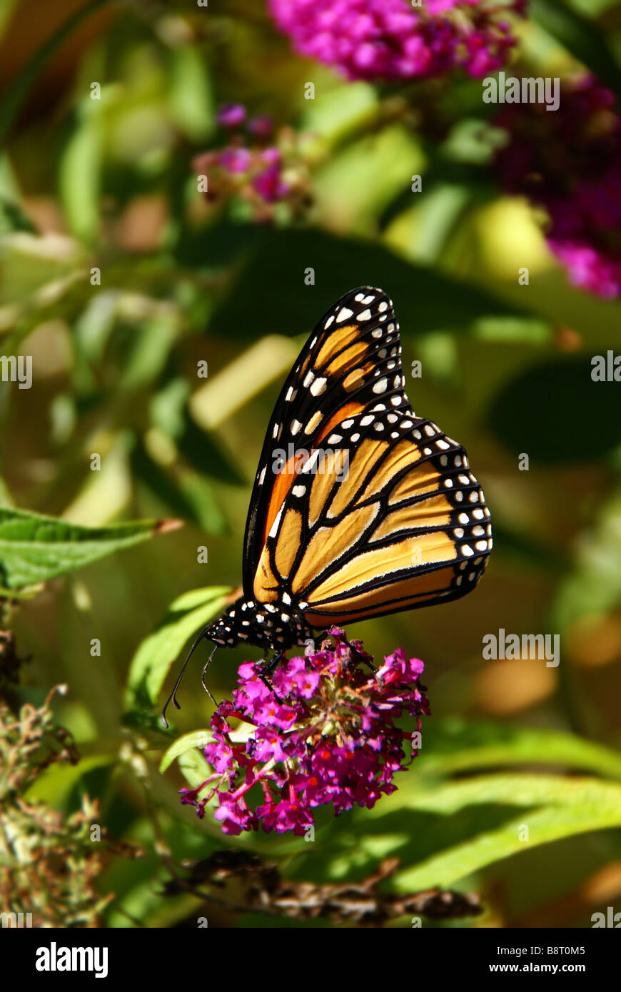 Monarch butterfly hi-res stock photography and images - Alamy