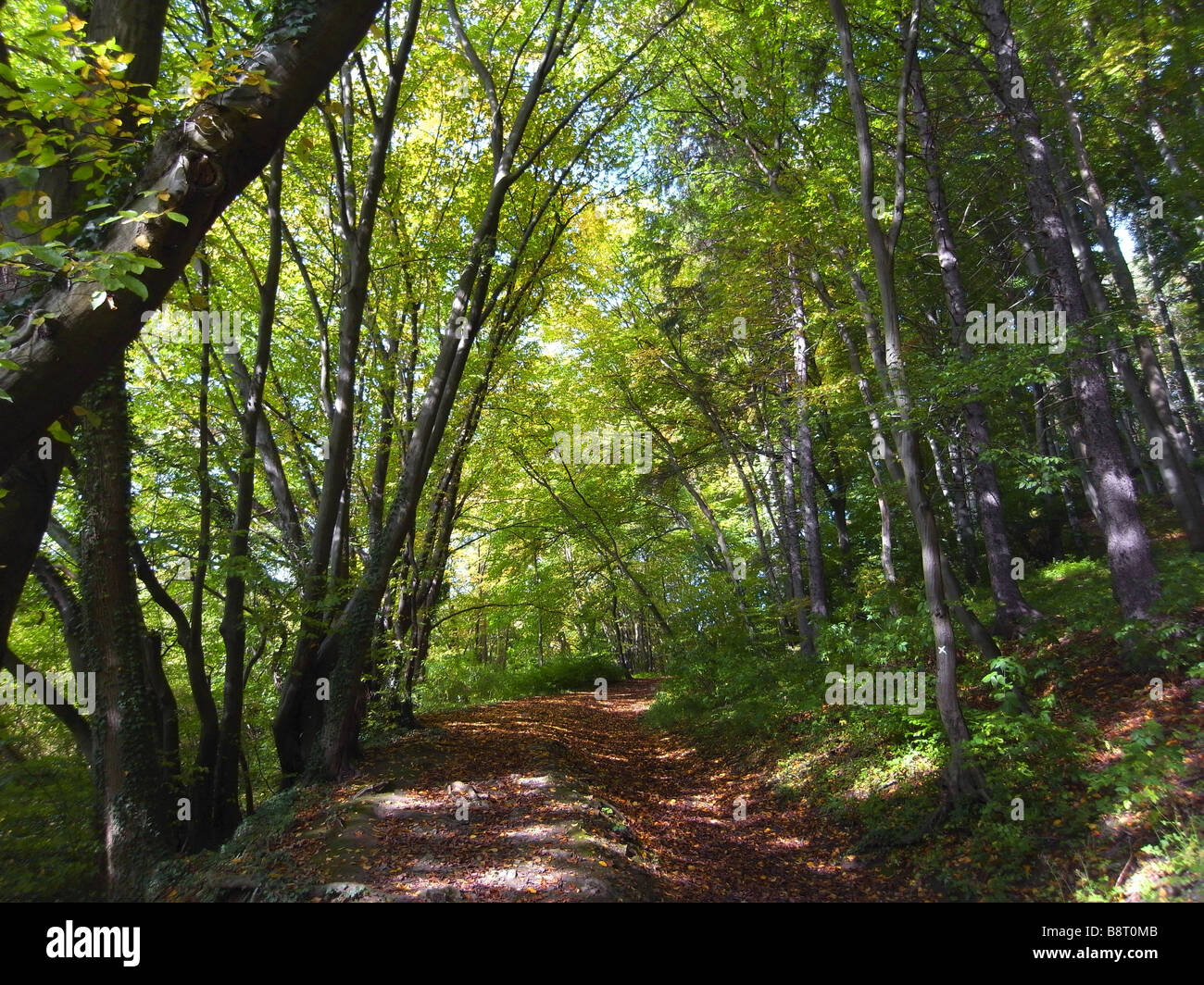 common beech (Fagus sylvatica), forest path in beech forest, Germany ...