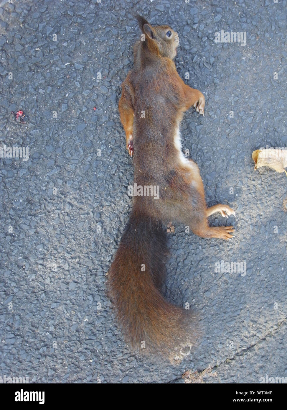 European red squirrel, Eurasian red squirrel (Sciurus vulgaris ...