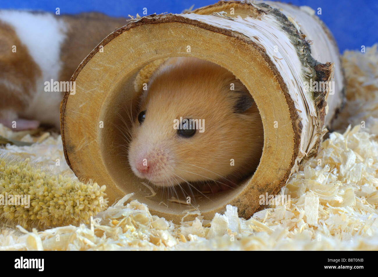 golden hamster (Mesocricetus auratus), looks out of tube Stock Photo ...