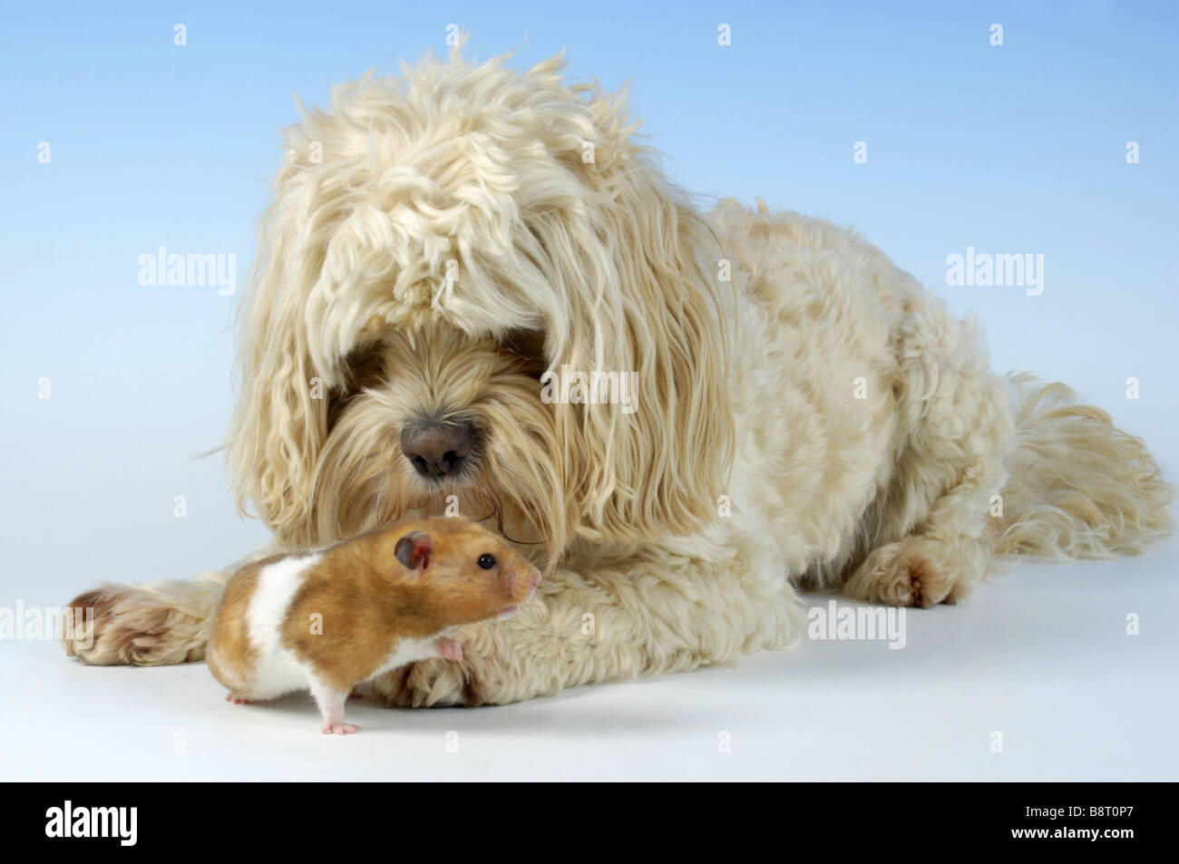 golden hamster (Mesocricetus auratus), and dog Stock Photo - Alamy