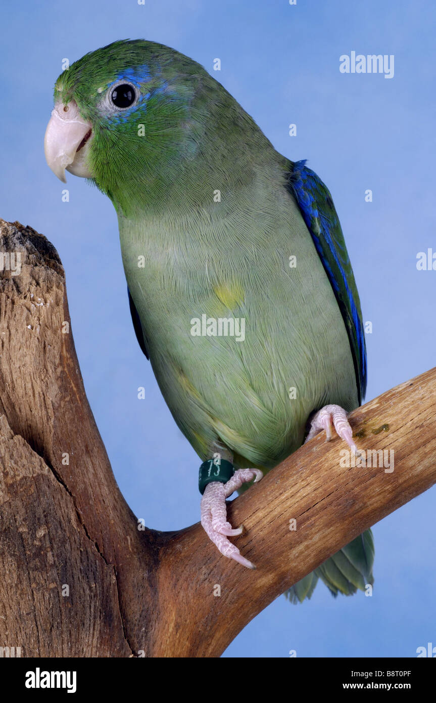 Spectacled parrotlet (Forpus conspicillatus), male Stock Photo - Alamy
