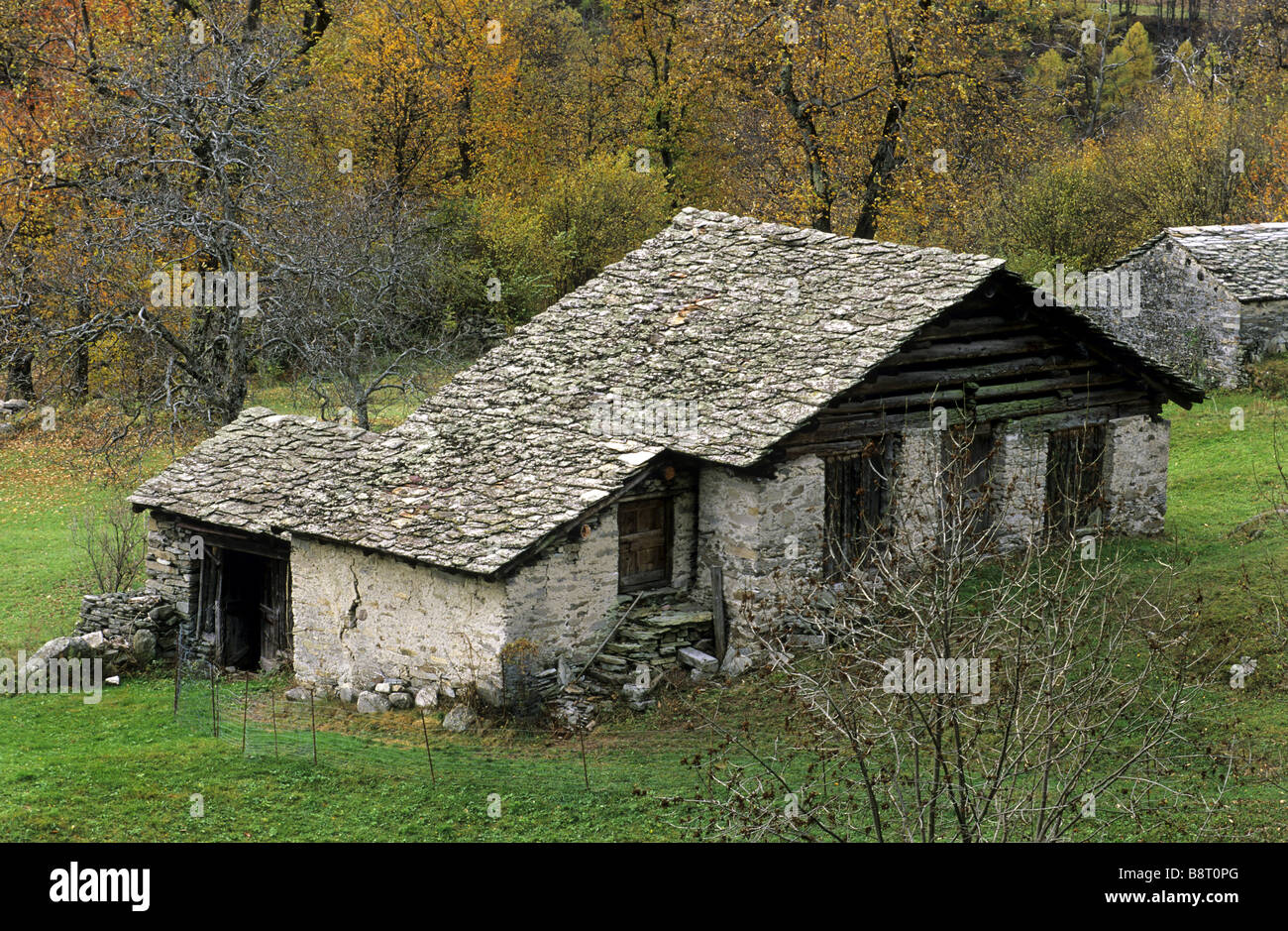 Spanish chestnut, sweet chestnut (Castanea sativa), old smoke house for ...
