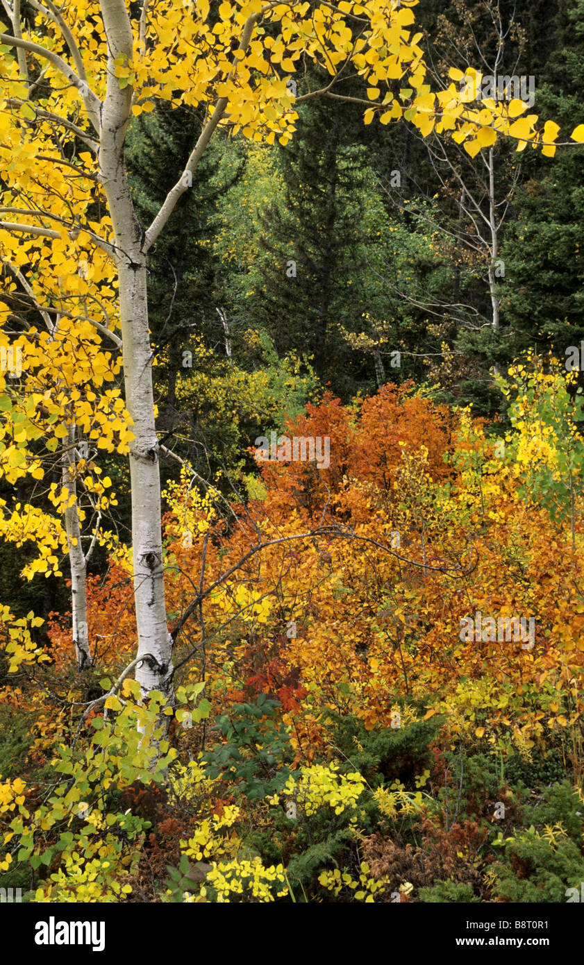fall colours in a forest, Canada, Alberta Stock Photo - Alamy