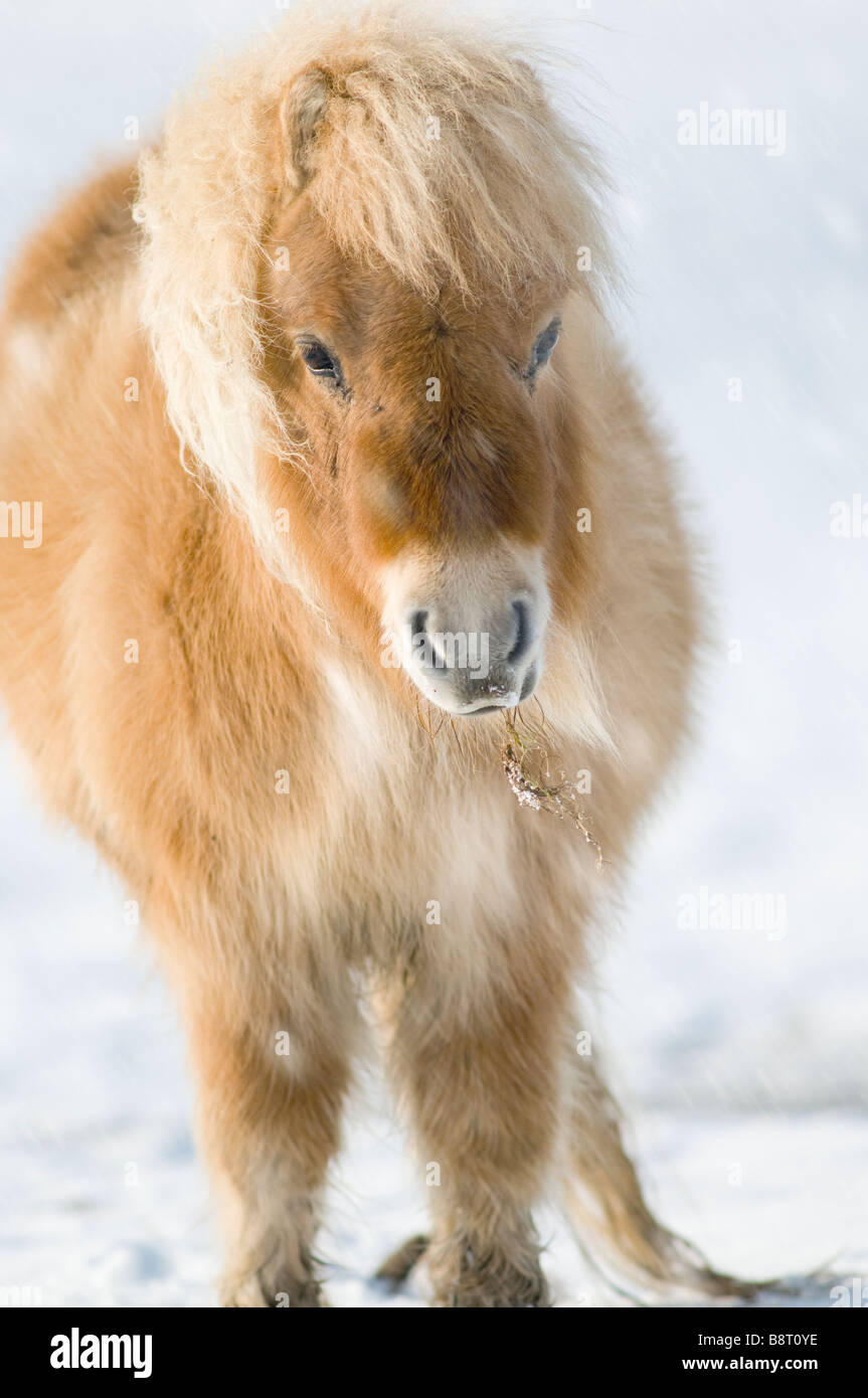 Minature Shetland Pony in snow UK Stock Photo - Alamy