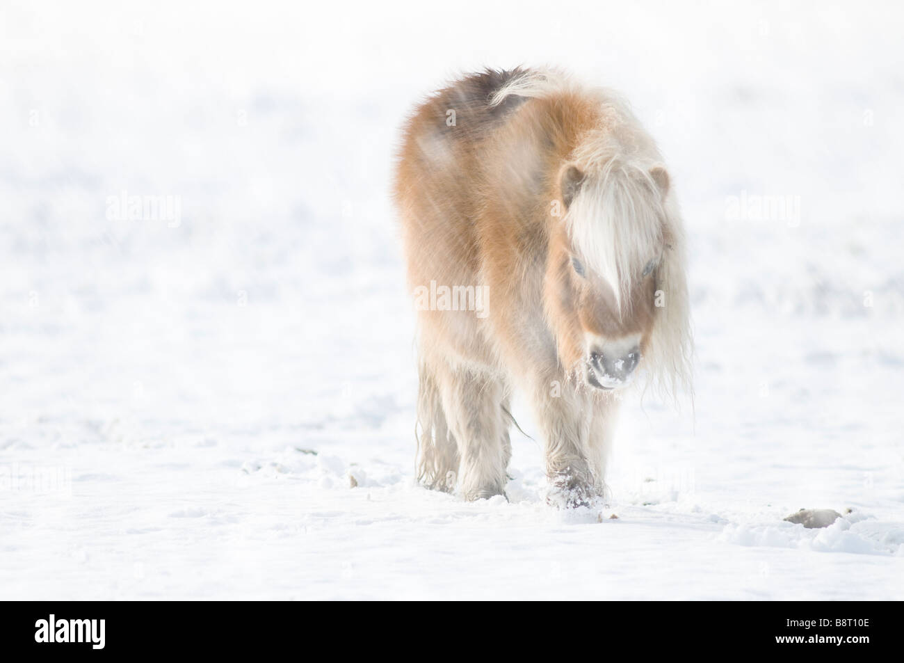 Minature Shetland Pony in snow UK Stock Photo - Alamy