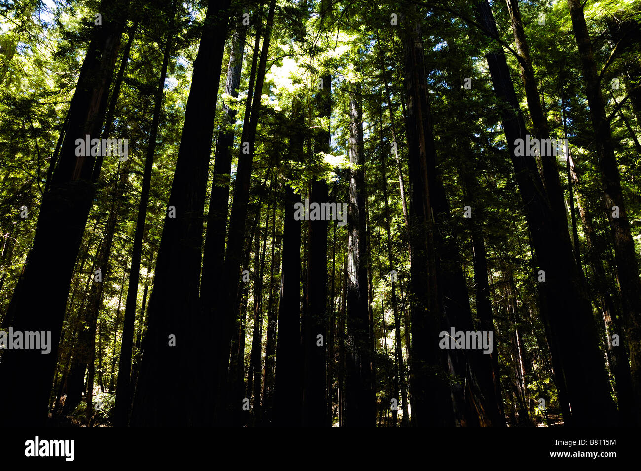 Rainforest conservation india hi-res stock photography and images - Alamy