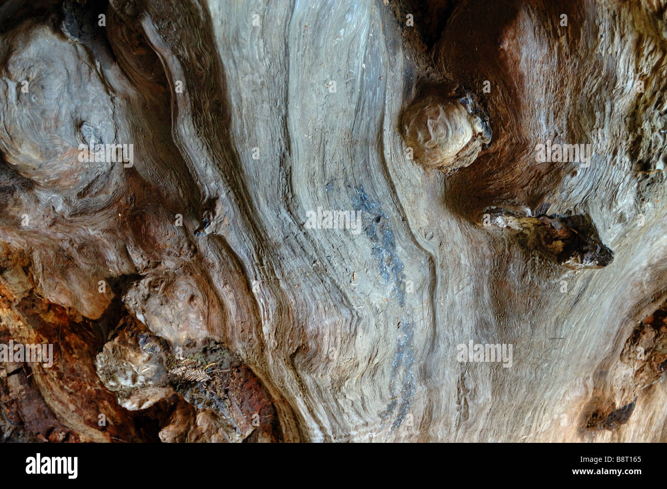 Dried Out Tree Trunk High Resolution Stock Photography and Images - Alamy