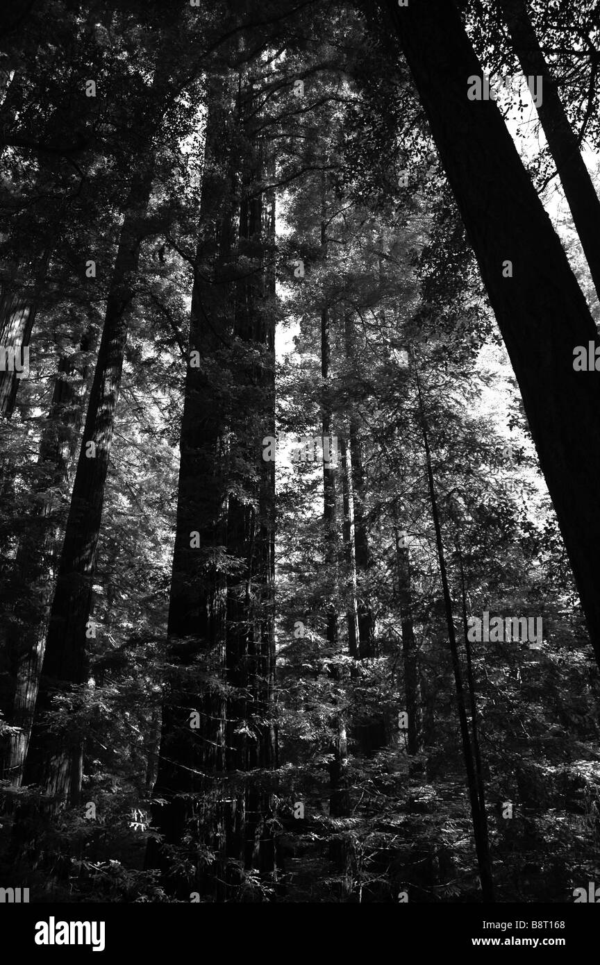 Environmental issues forest Black and White Stock Photos & Images - Alamy