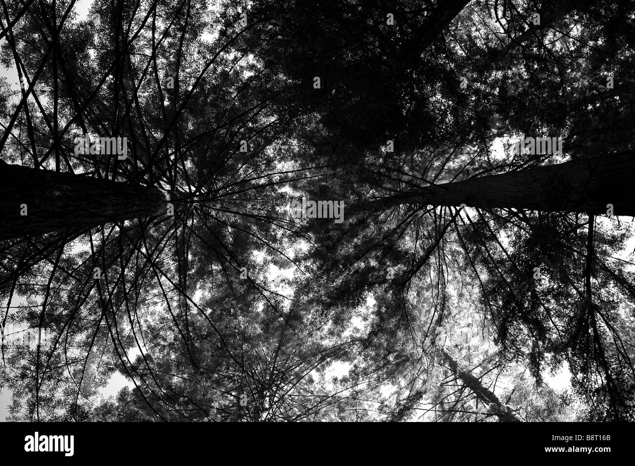 Environmental issues forest Black and White Stock Photos & Images - Alamy