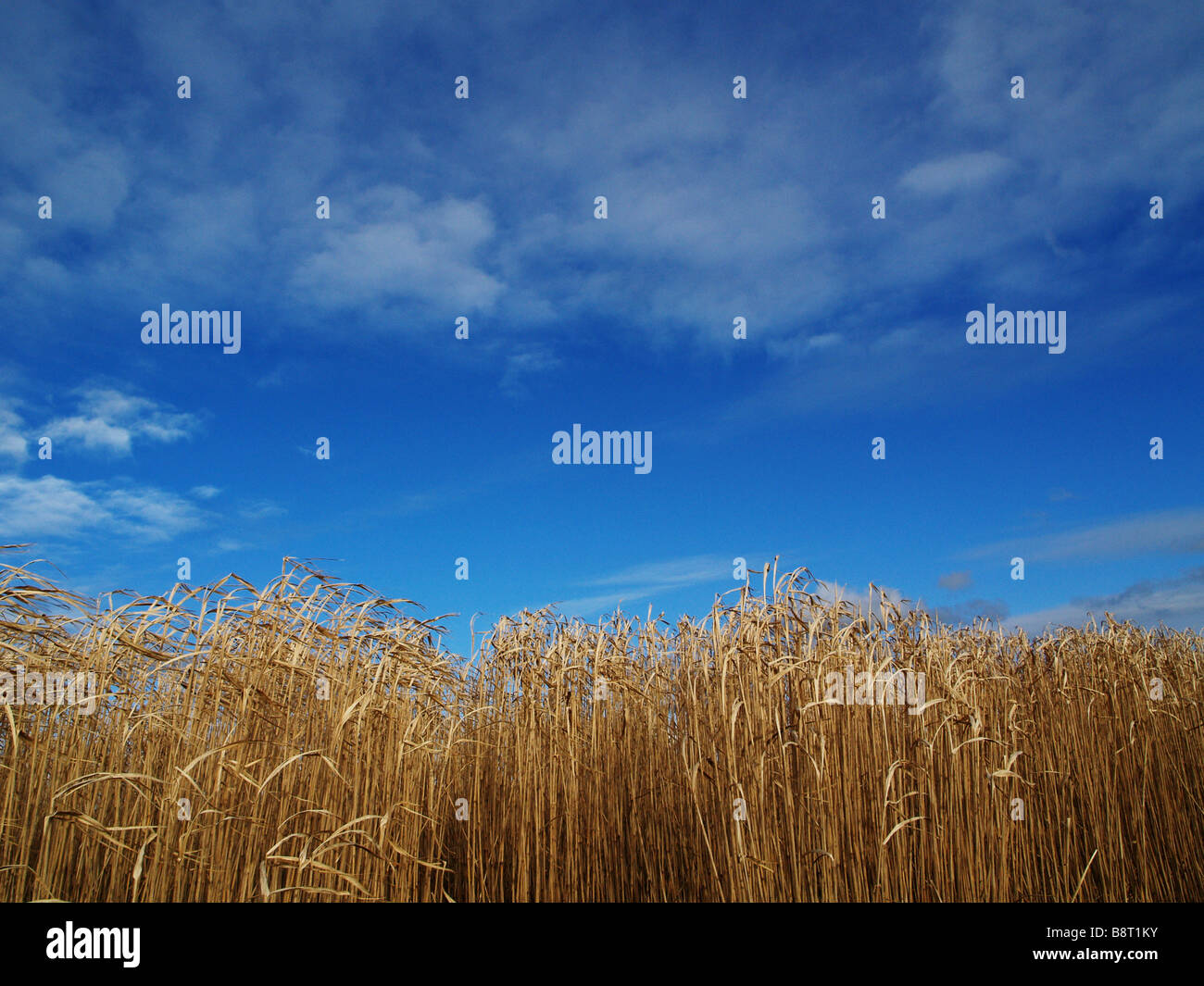 Bamboo field hi-res stock photography and images - Alamy