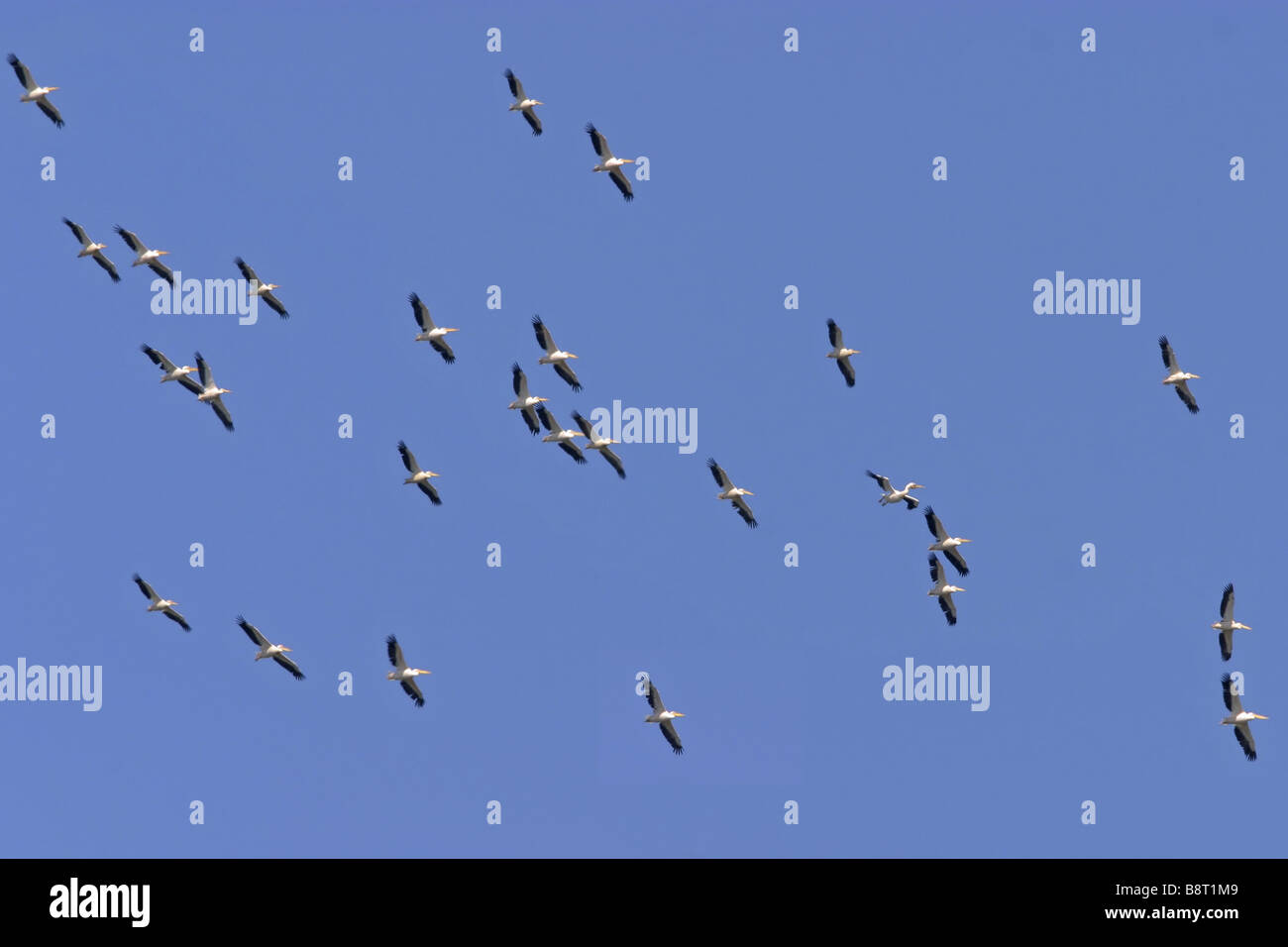 Flying flock in thermal lift hi-res stock photography and images - Alamy