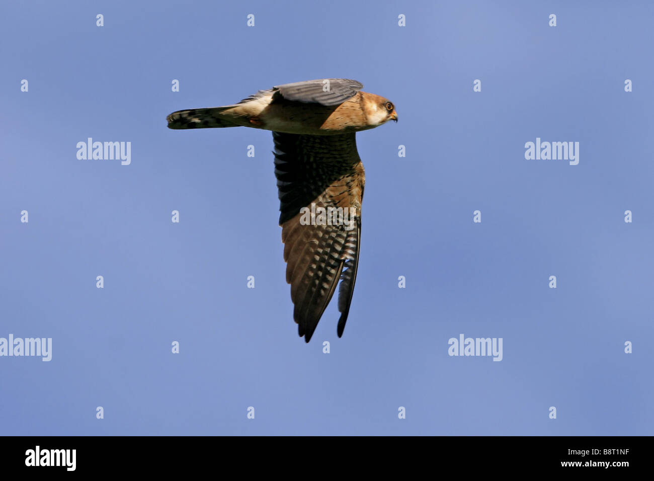 western red-footed falcon (Falco vespertinus), flying, Italy, Apulia ...