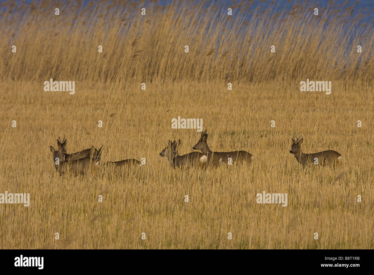 roe deer (Capreolus capreolus), pack in reed zone, Austria, Neusiedler ...