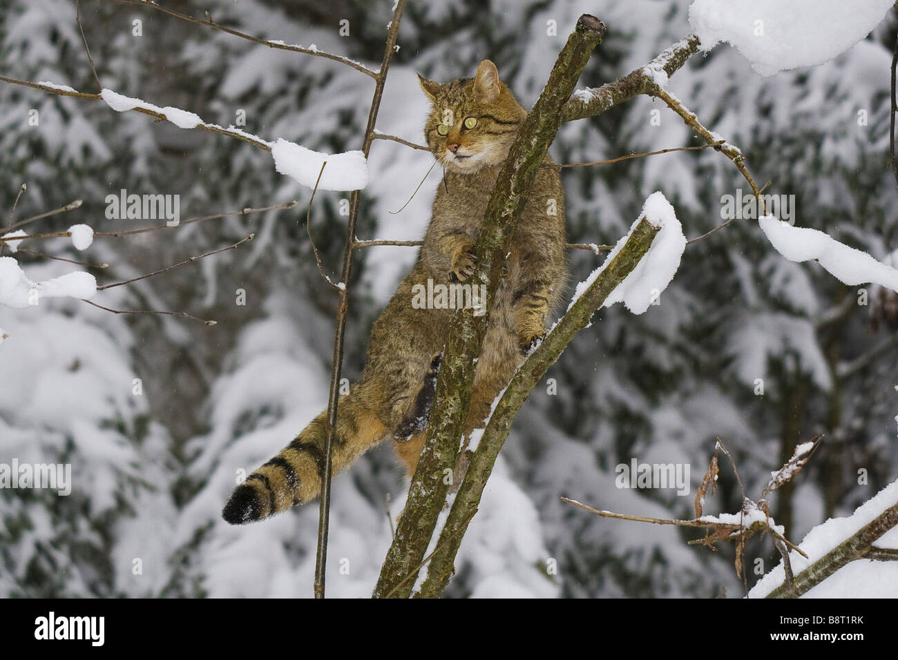 European wildcat, forest wildcat (Felis silvestris silvestris), on ...