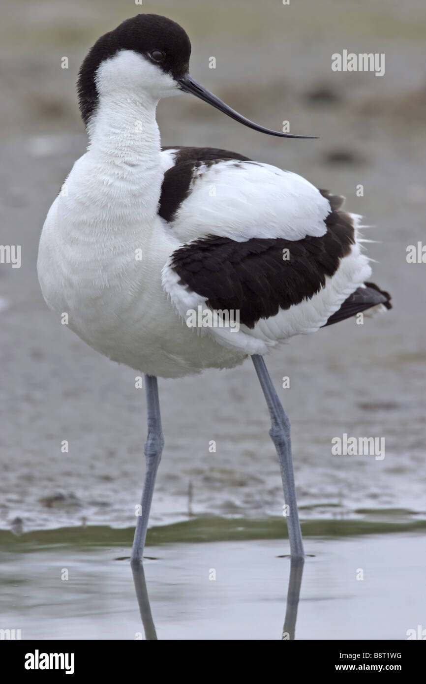 pied avocet (Recurvirostra avosetta), standing in shallow water ...