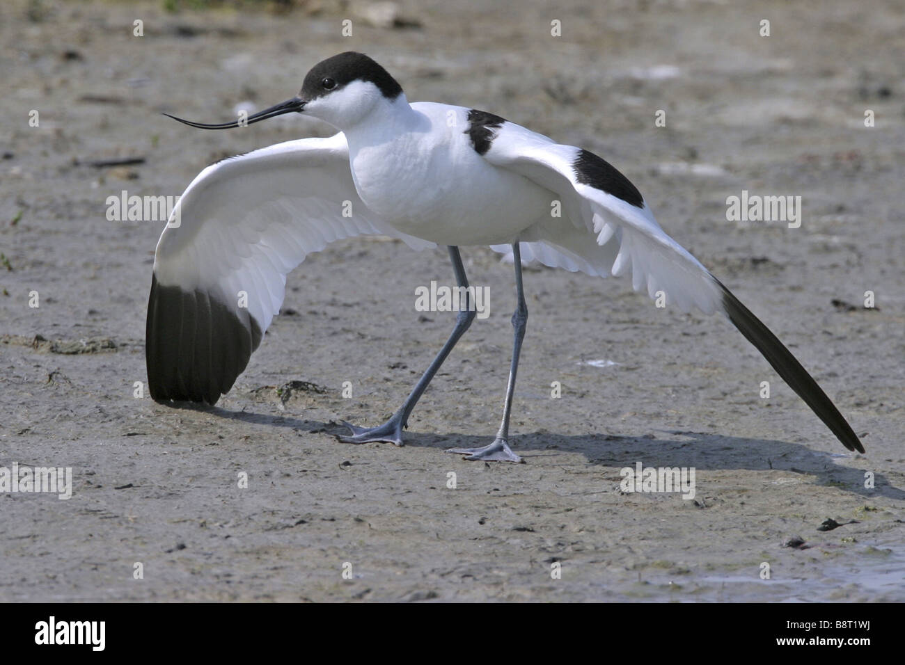 pied avocet (Recurvirostra avosetta), standing with outstretched wings ...