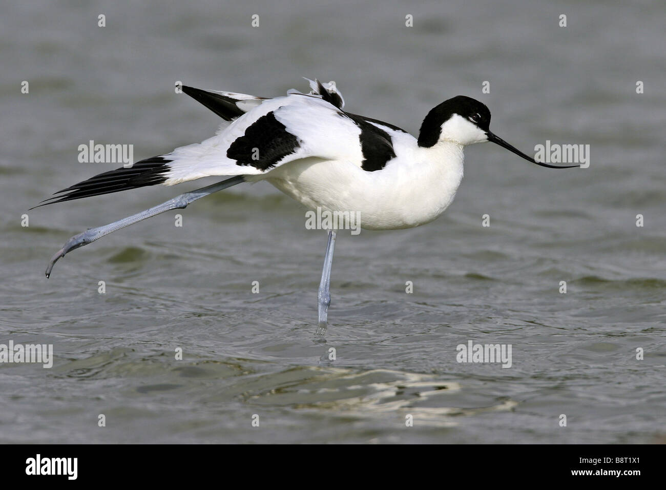 pied avocet (Recurvirostra avosetta), standing in shallow water ...