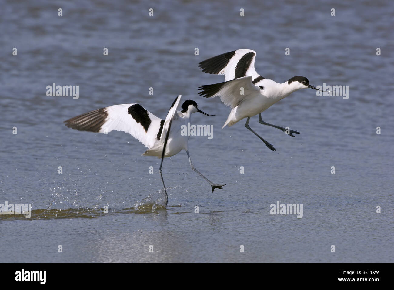 pied avocet (Recurvirostra avosetta), landing in water, Netherlands ...