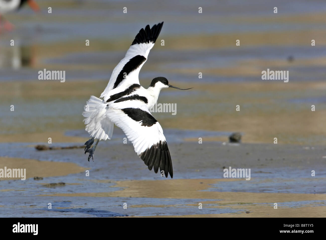 pied avocet (Recurvirostra avosetta), approach for a landing ...
