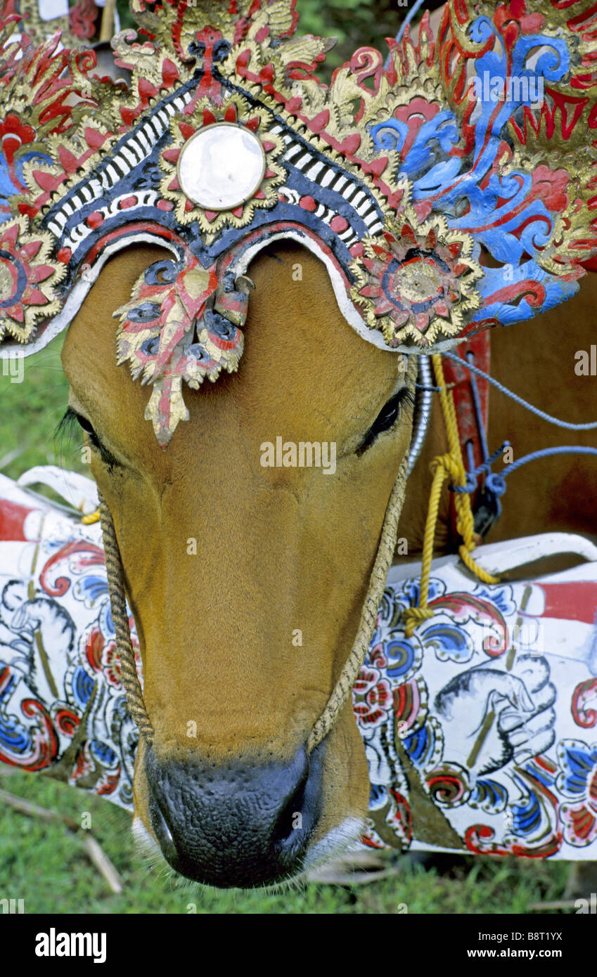 Asian water buffalo, wild water buffalo, carabao (Bubalus bubalis ...