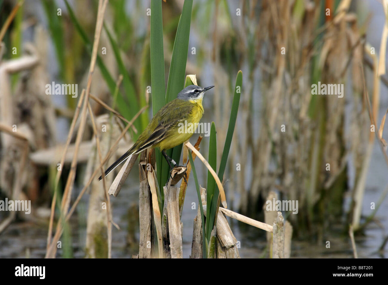 Blue-headed Wagtail, Yellow Wagtail (Motacilla flava flava), sitting on ...