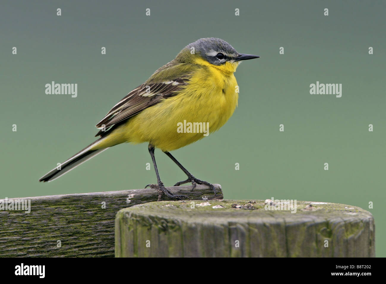 Blue-headed Wagtail, Yellow Wagtail (Motacilla flava flava), sitting on ...
