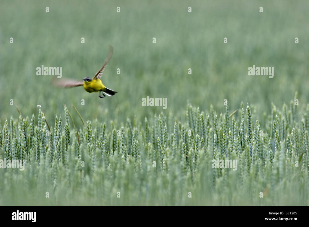Blue-headed Wagtail, Yellow Wagtail (Motacilla flava flava), flying ...