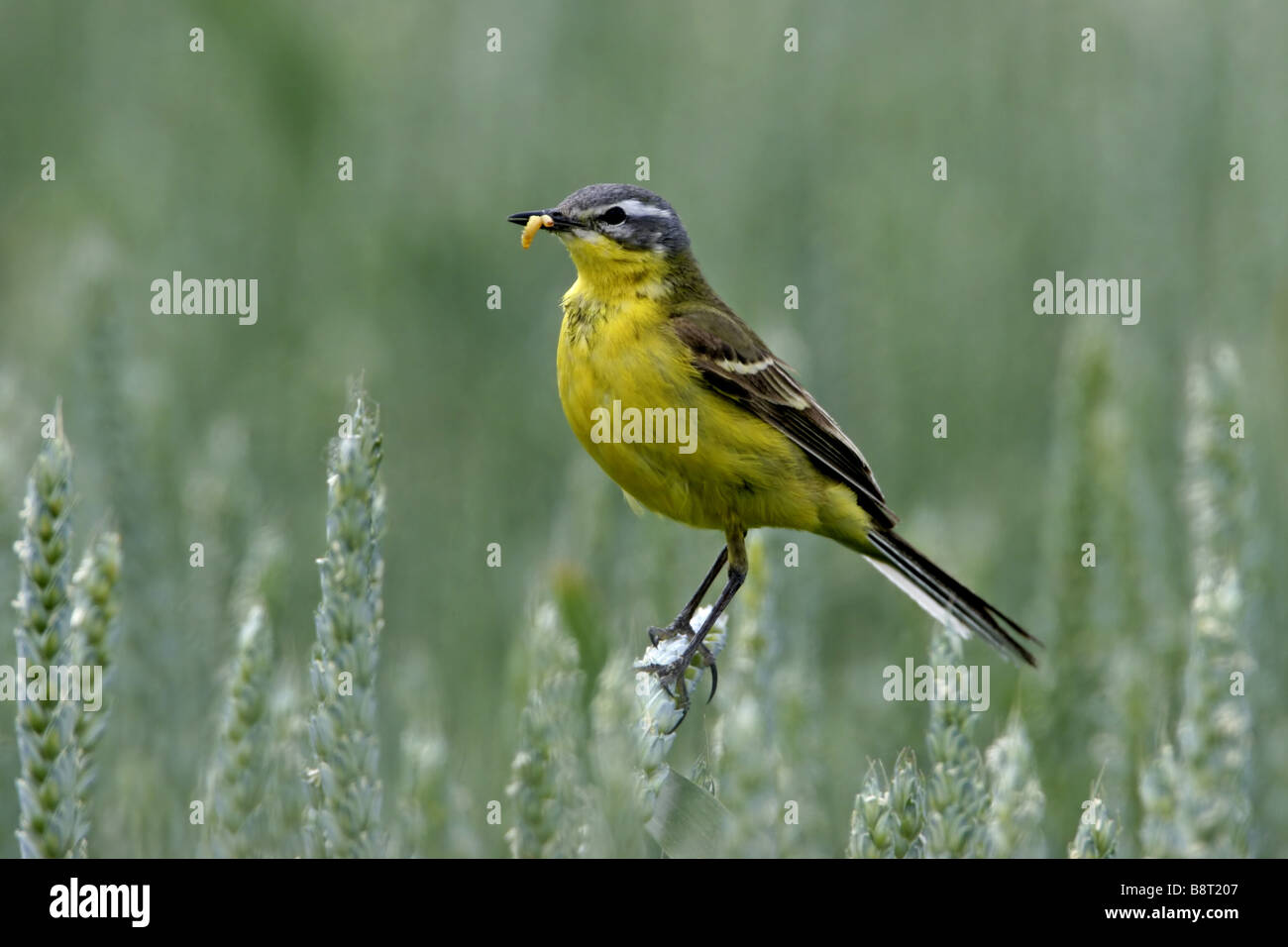 Blue-headed Wagtail, Yellow Wagtail (Motacilla flava flava), sitting ...
