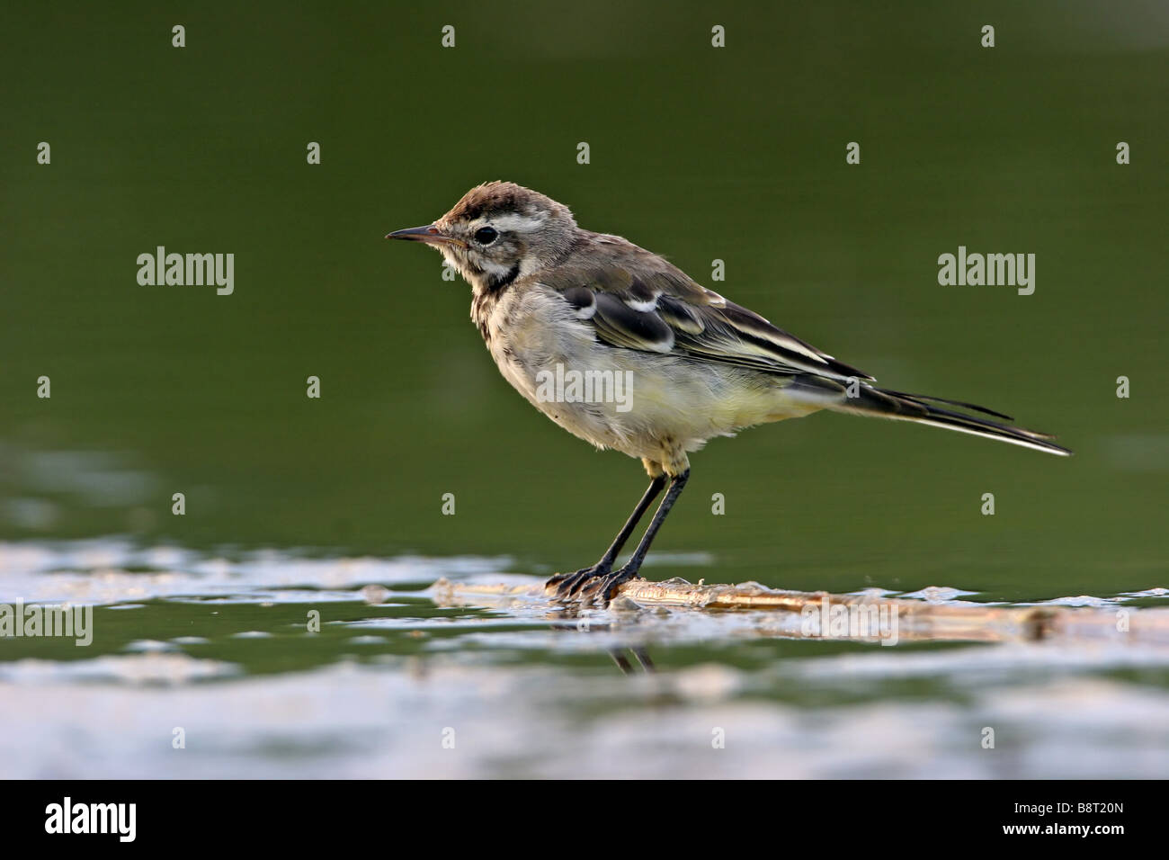 Blue-headed Wagtail, Yellow Wagtail (Motacilla flava flava), sitting on ...