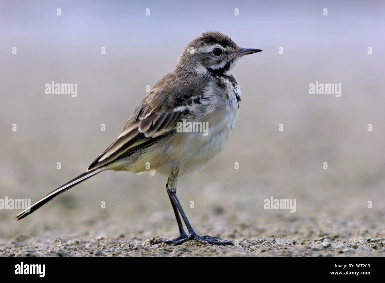 Blue-headed Wagtail, Yellow Wagtail (Motacilla flava flava), sitting on ...