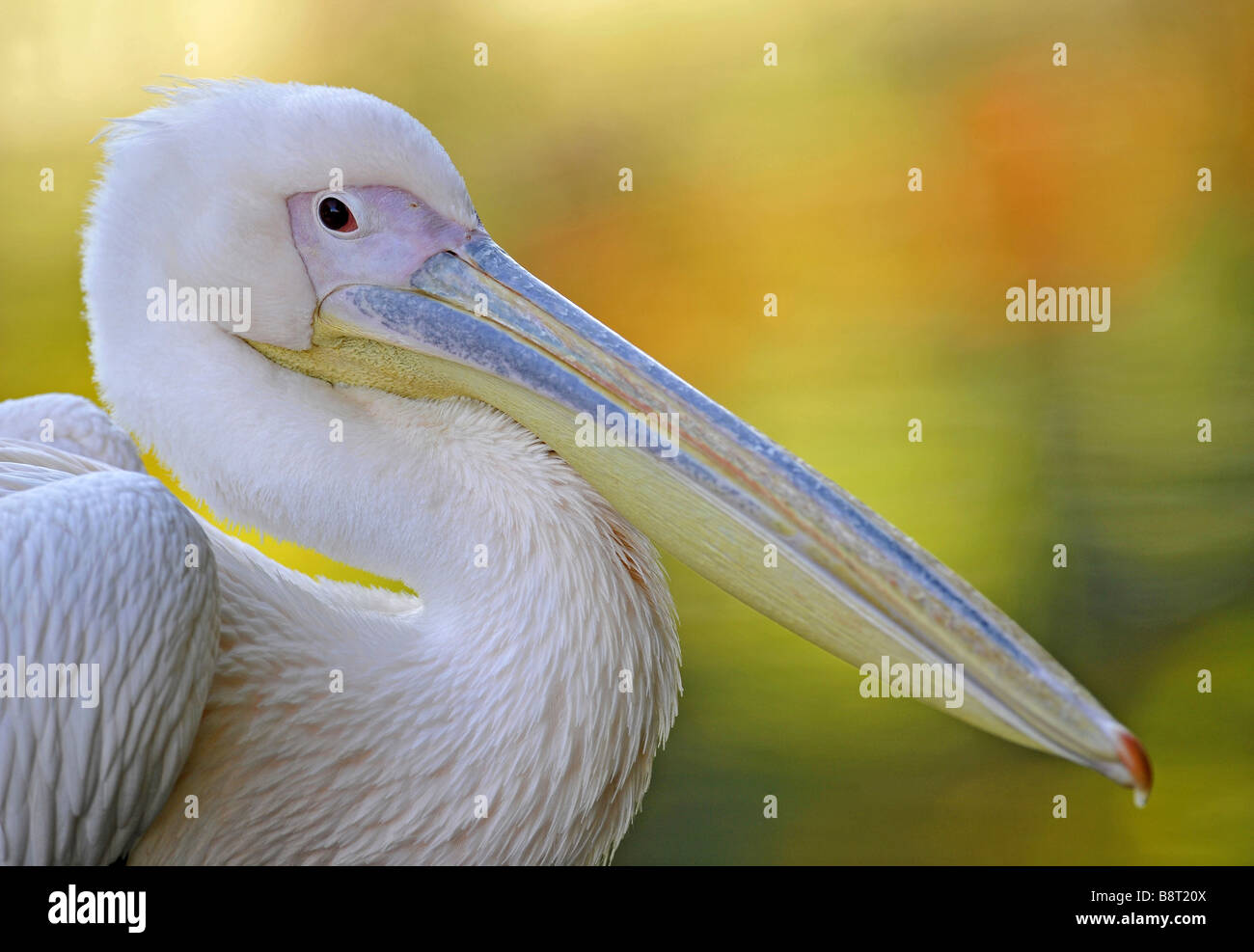 eastern white pelican (Pelecanus onocrotalus), portrait Stock Photo - Alamy