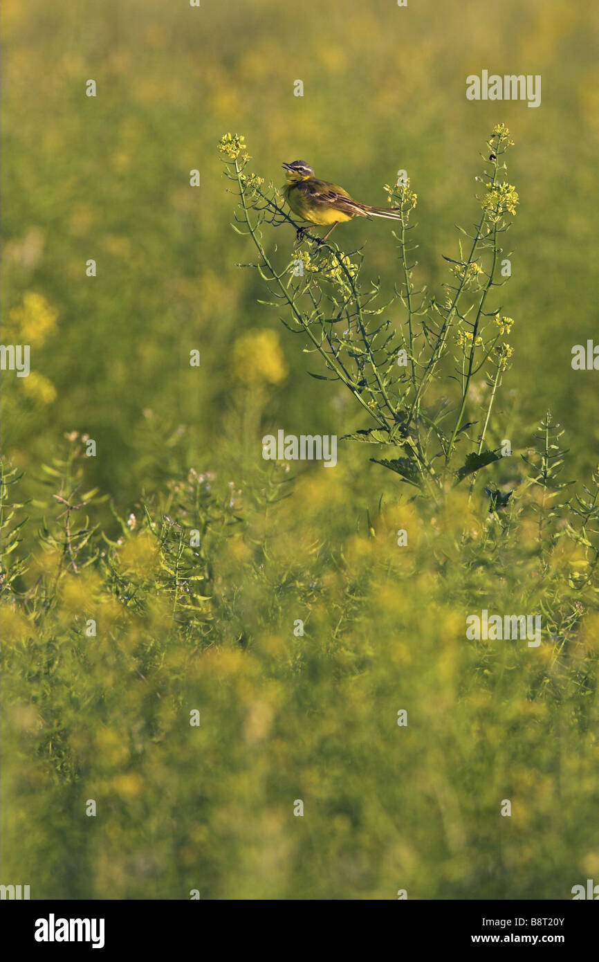 Blue-headed Wagtail, Yellow Wagtail (Motacilla flava flava), sitting in ...