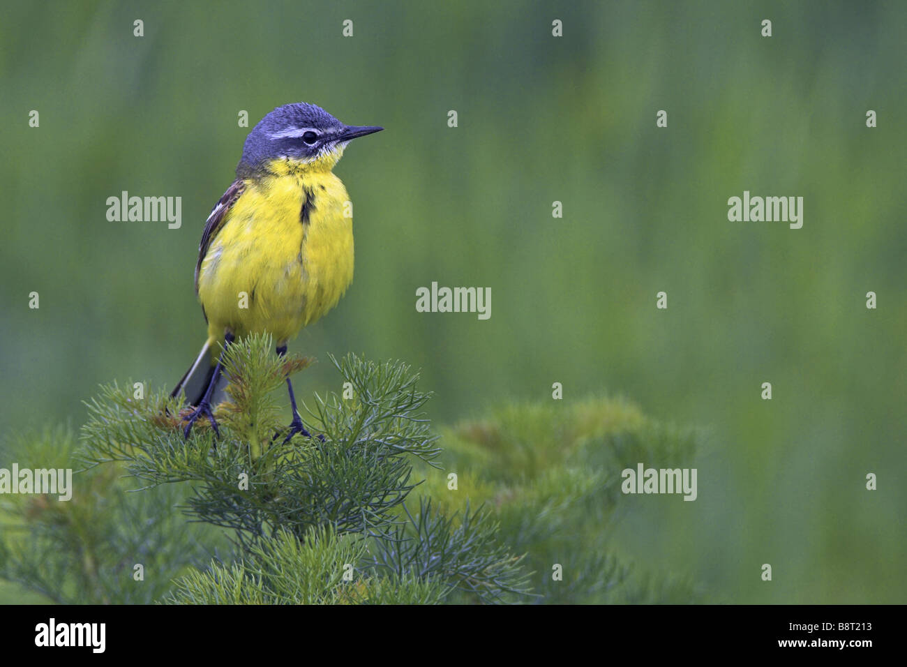 Blue-headed Wagtail, Yellow Wagtail (Motacilla flava flava), sitting in ...