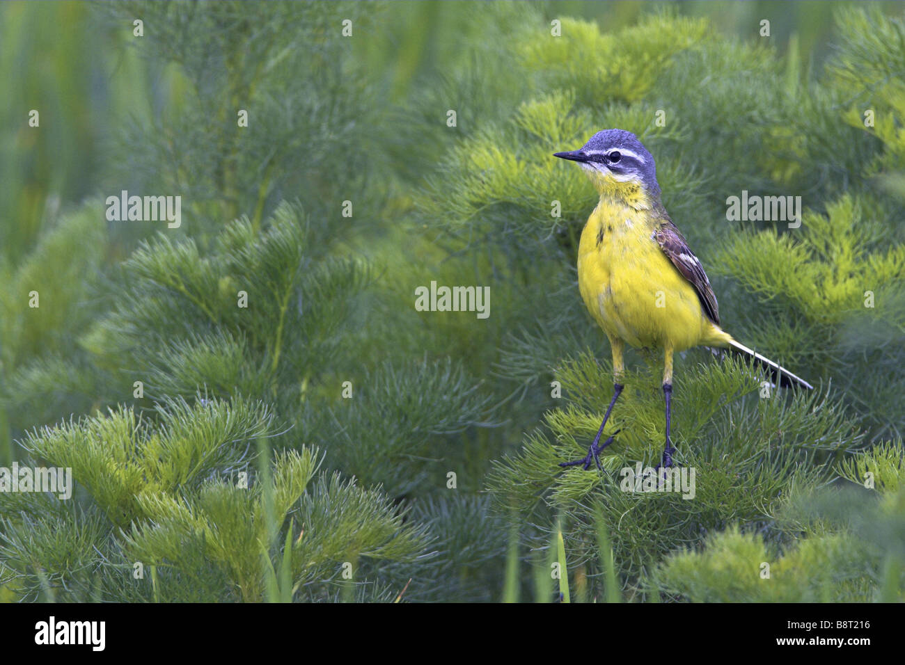 Blue headed wagtail hi-res stock photography and images - Alamy