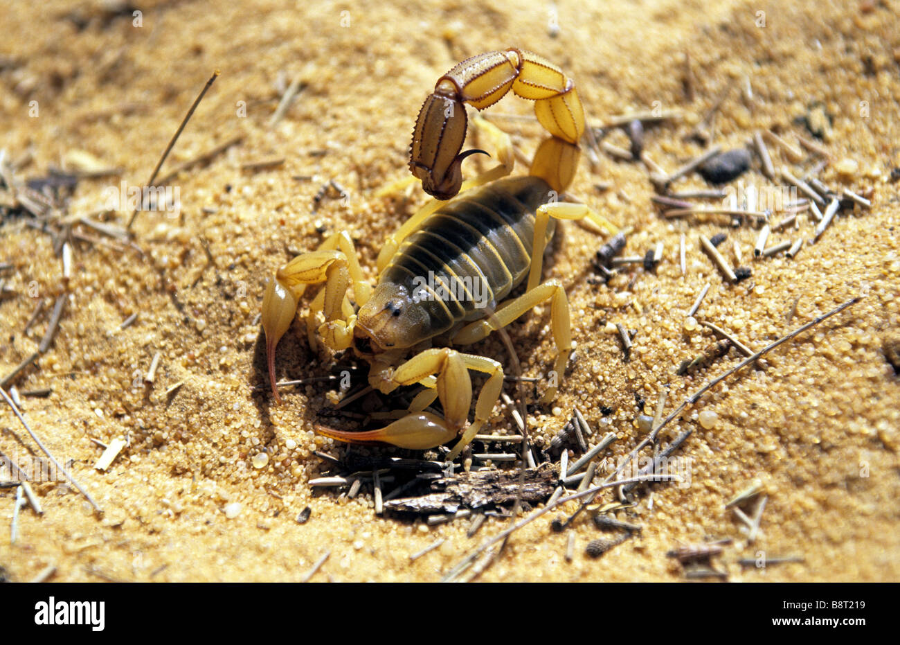 North african scorpions hi-res stock photography and images - Alamy