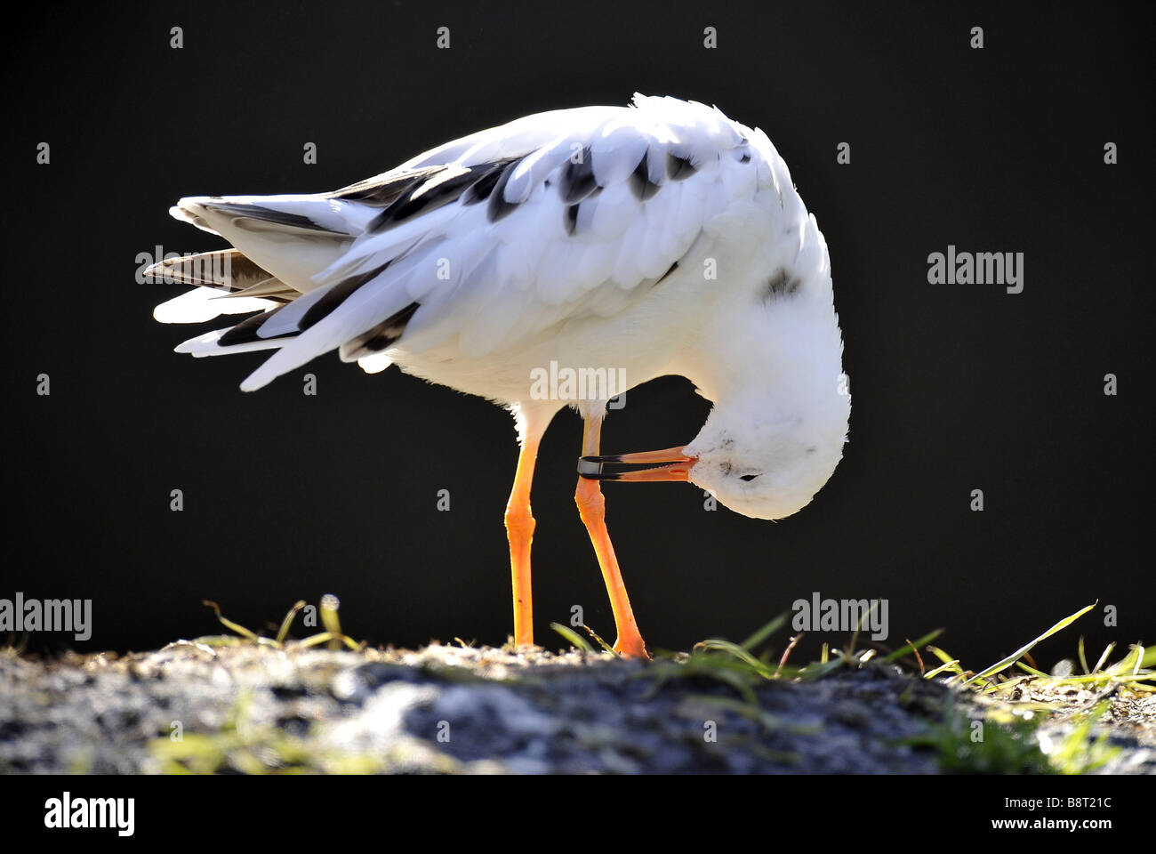 ruff (Philomachus pugnax), single animal pecking at its' ring Stock ...