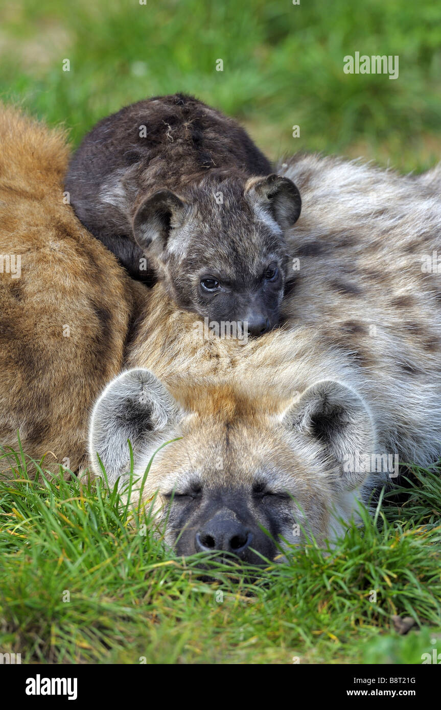 spotted hyena (Crocuta crocuta), cub lying on its' mother Stock Photo ...