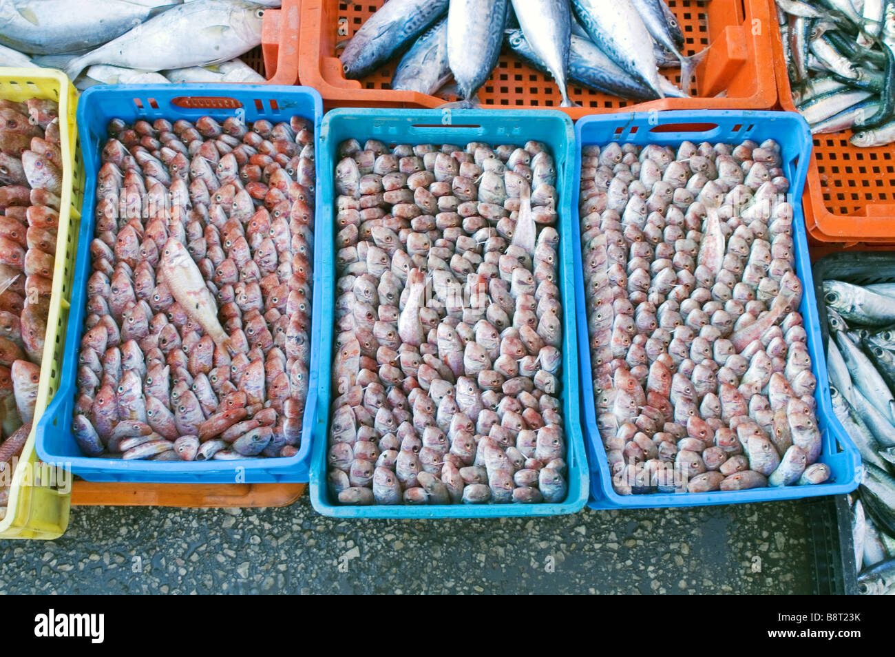 fish market in Tripoli, Libya, Tripolis Stock Photo - Alamy