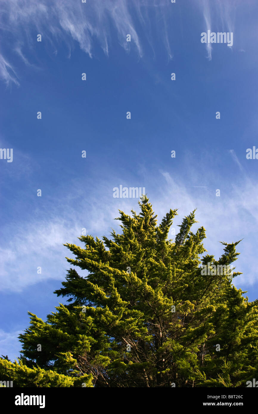 Tree and clouds Stock Photo - Alamy