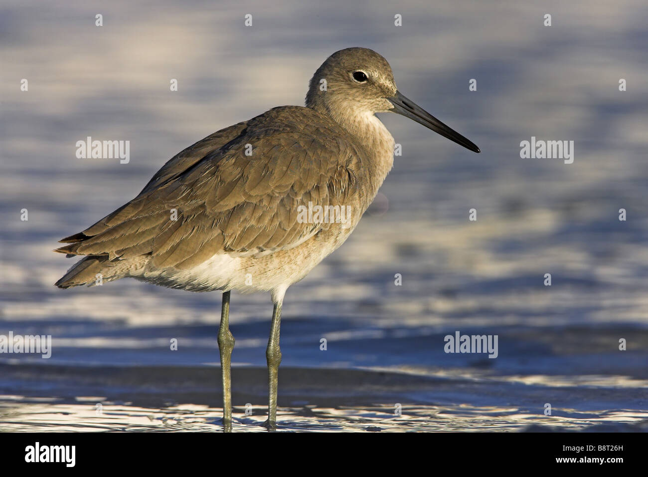 short-billed dowitcher (Limnodromus griseus), standing in shallow water ...
