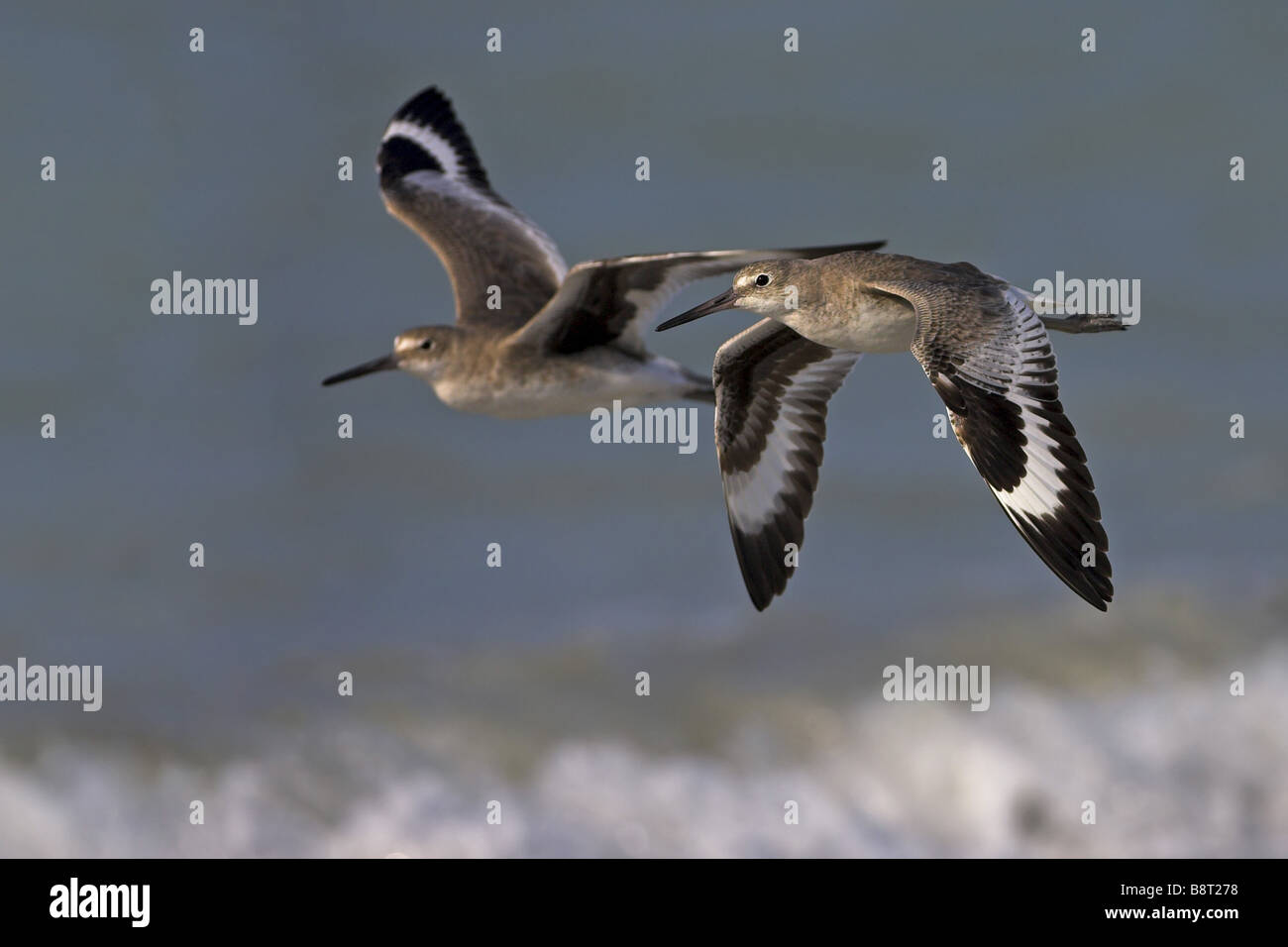 willet (Catoptrophorus semipalmatus), two flying individuals, USA ...
