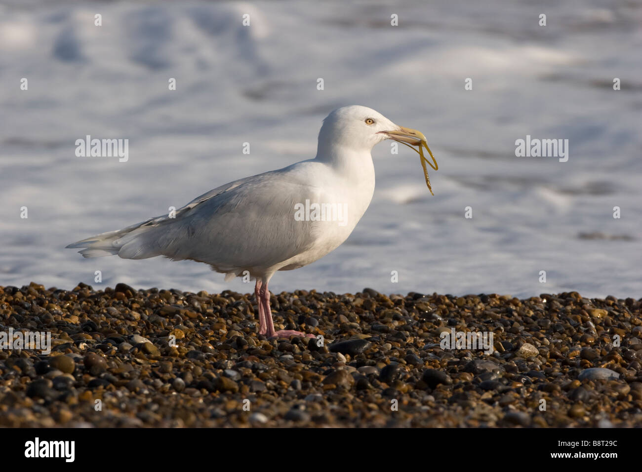 Glaucous Gull Larus hyperboreus Stock Photo - Alamy