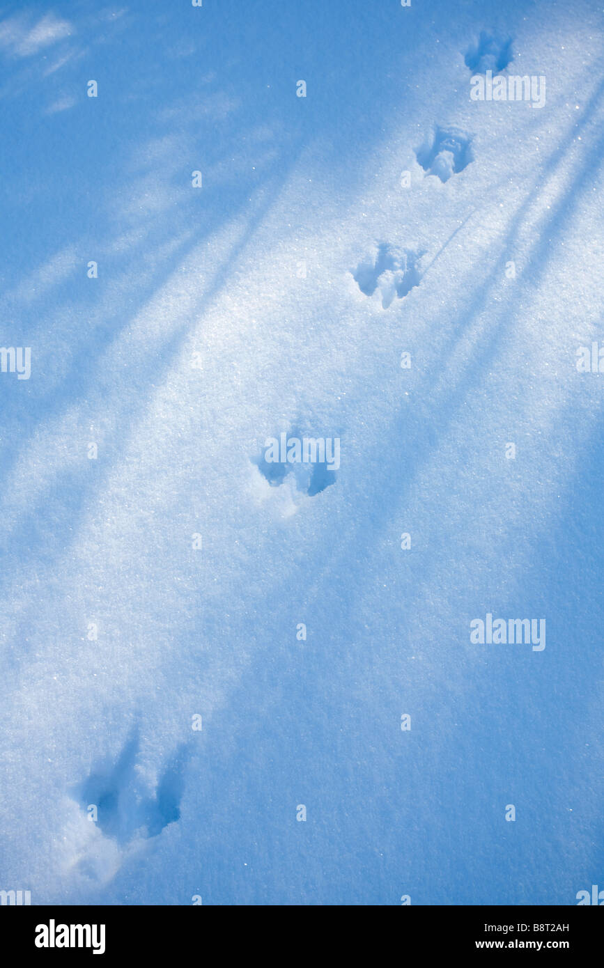 Squirrel tracks snow hi-res stock photography and images - Alamy