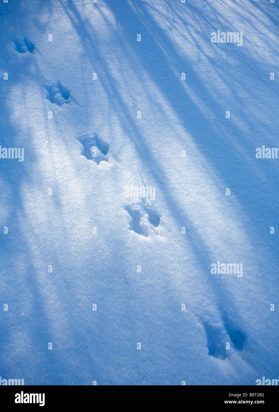 Squirrel footprint hi-res stock photography and images - Alamy