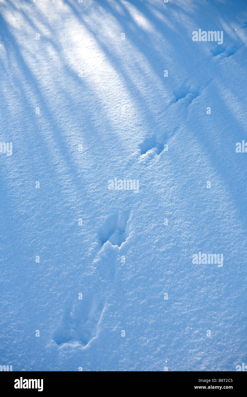 European red squirrel ( sciurus vulgaris ) tracks on snow , Finland ...