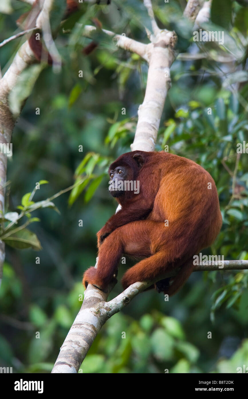 Constipated Howler Monkey
