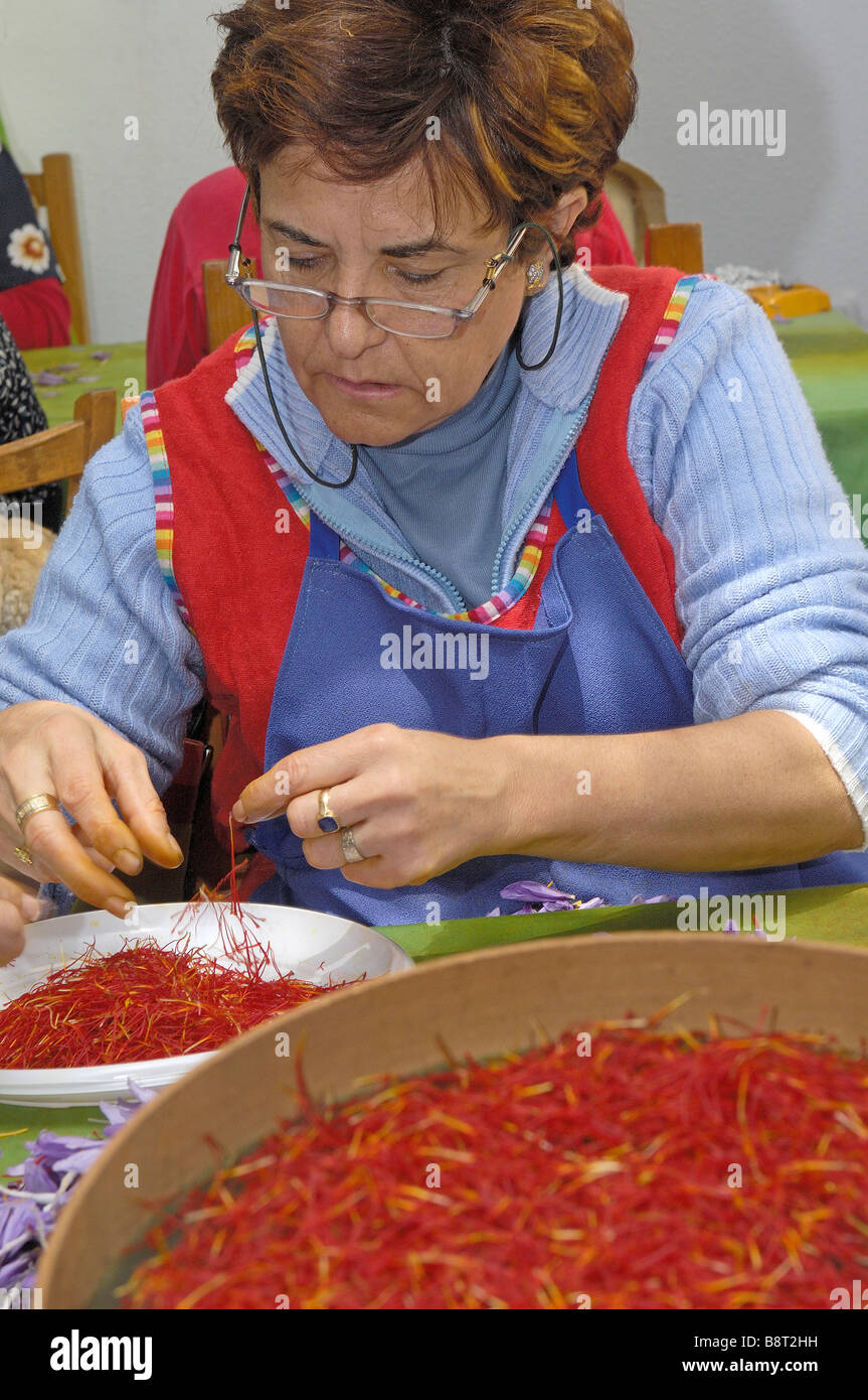 Extracting saffron flower stigmas at La Rosera saffron factory Motilla ...