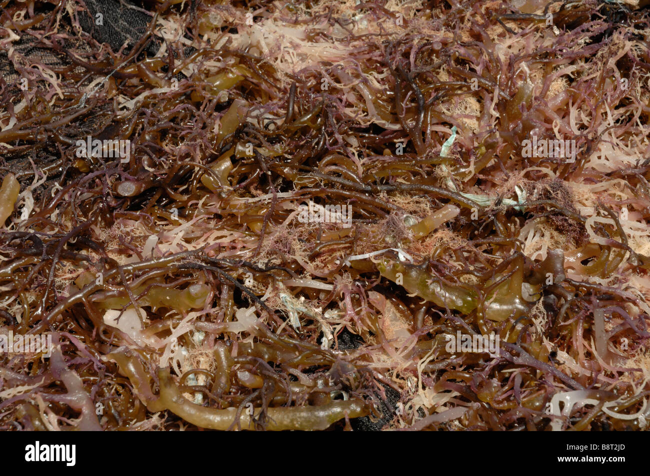 Drying seaweed Pulau Maiga Semporna Sulu Sea Malaysia South east Asia ...